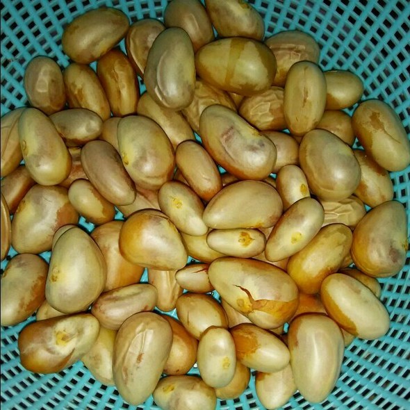 菠萝蜜籽 菠萝蜜树 菠萝蜜种苗 第2页 大山谷图库